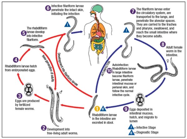 Parasites in tissue: how to identify the structures